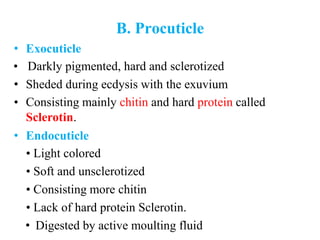 INSECT_BODY_WALL.ppt