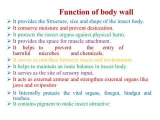 INSECT_BODY_WALL.ppt