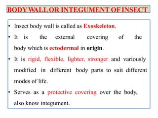 INSECT_BODY_WALL.ppt