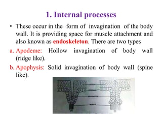 INSECT_BODY_WALL.ppt