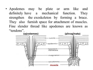 INSECT_BODY_WALL.ppt