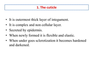 INSECT_BODY_WALL.ppt