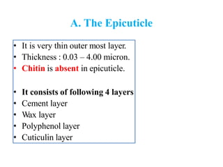 INSECT_BODY_WALL.ppt