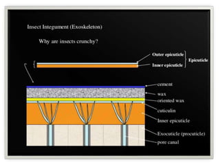 INSECT_BODY_WALL.ppt