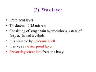INSECT_BODY_WALL.ppt