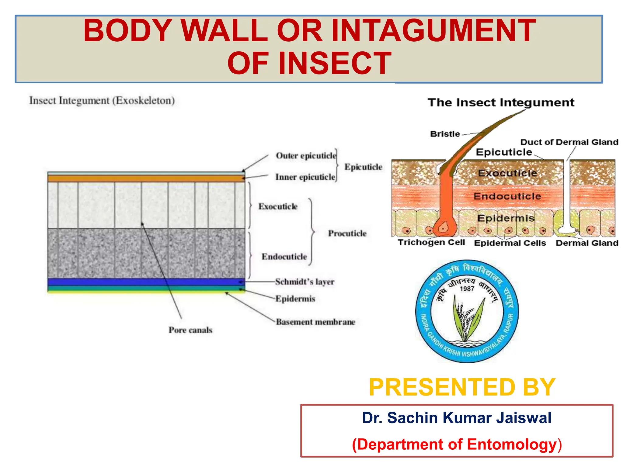 INSECT_BODY_WALL.ppt