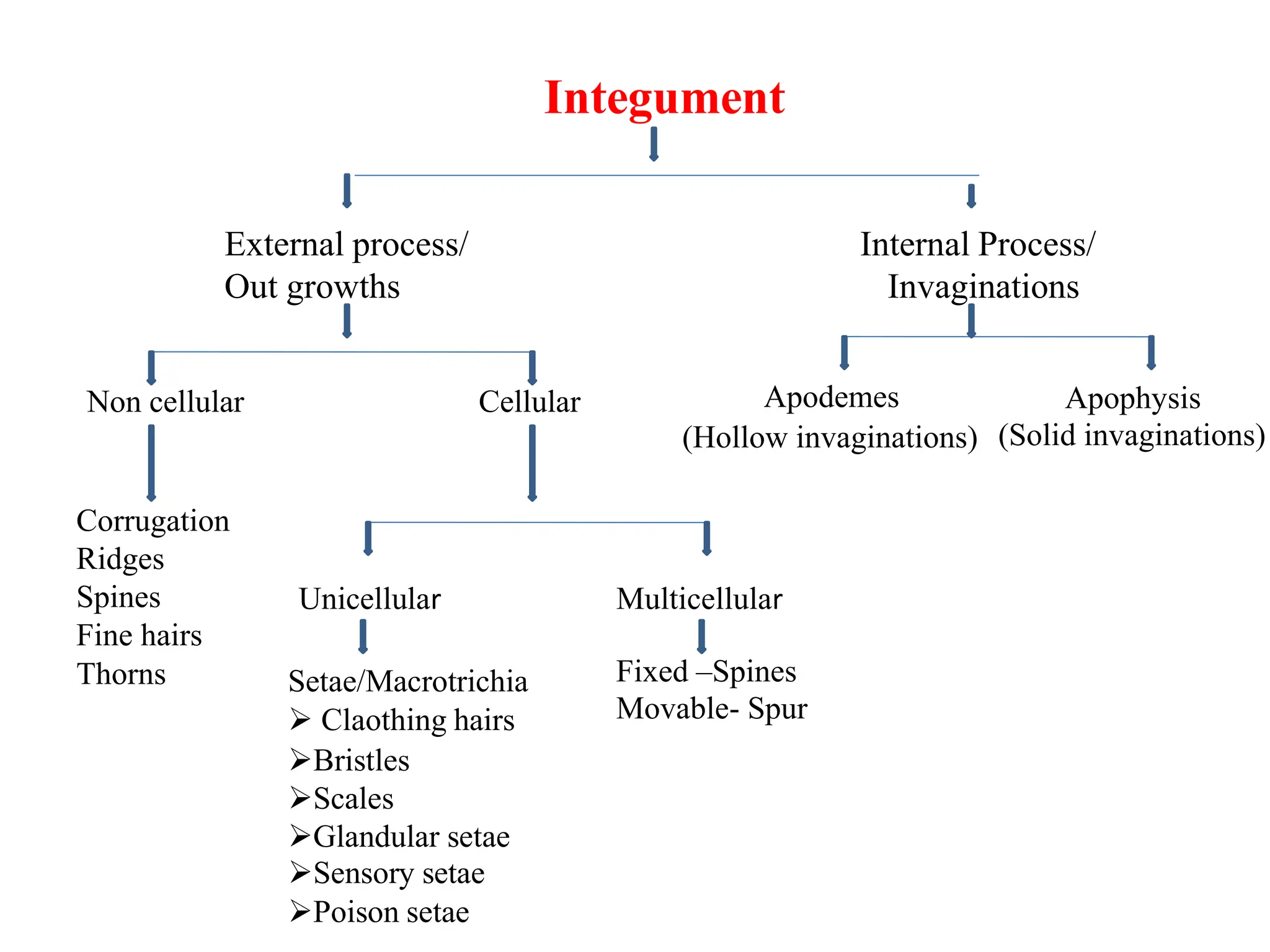 INSECT_BODY_WALL.ppt