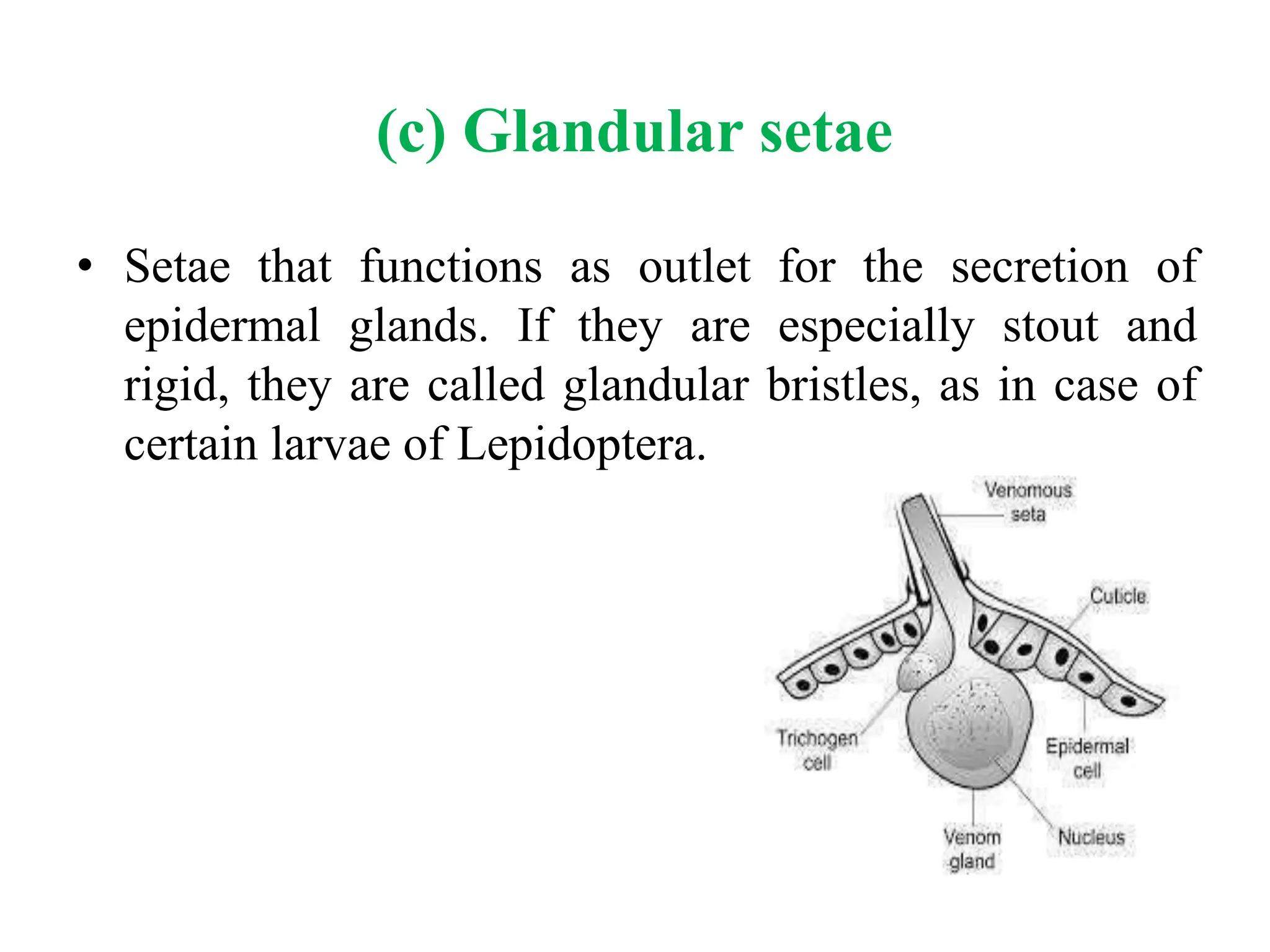 INSECT_BODY_WALL.ppt