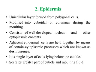 INSECT_BODY_WALL.ppt