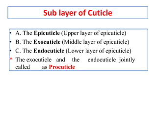 INSECT_BODY_WALL.ppt