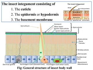 INSECT_BODY_WALL.ppt