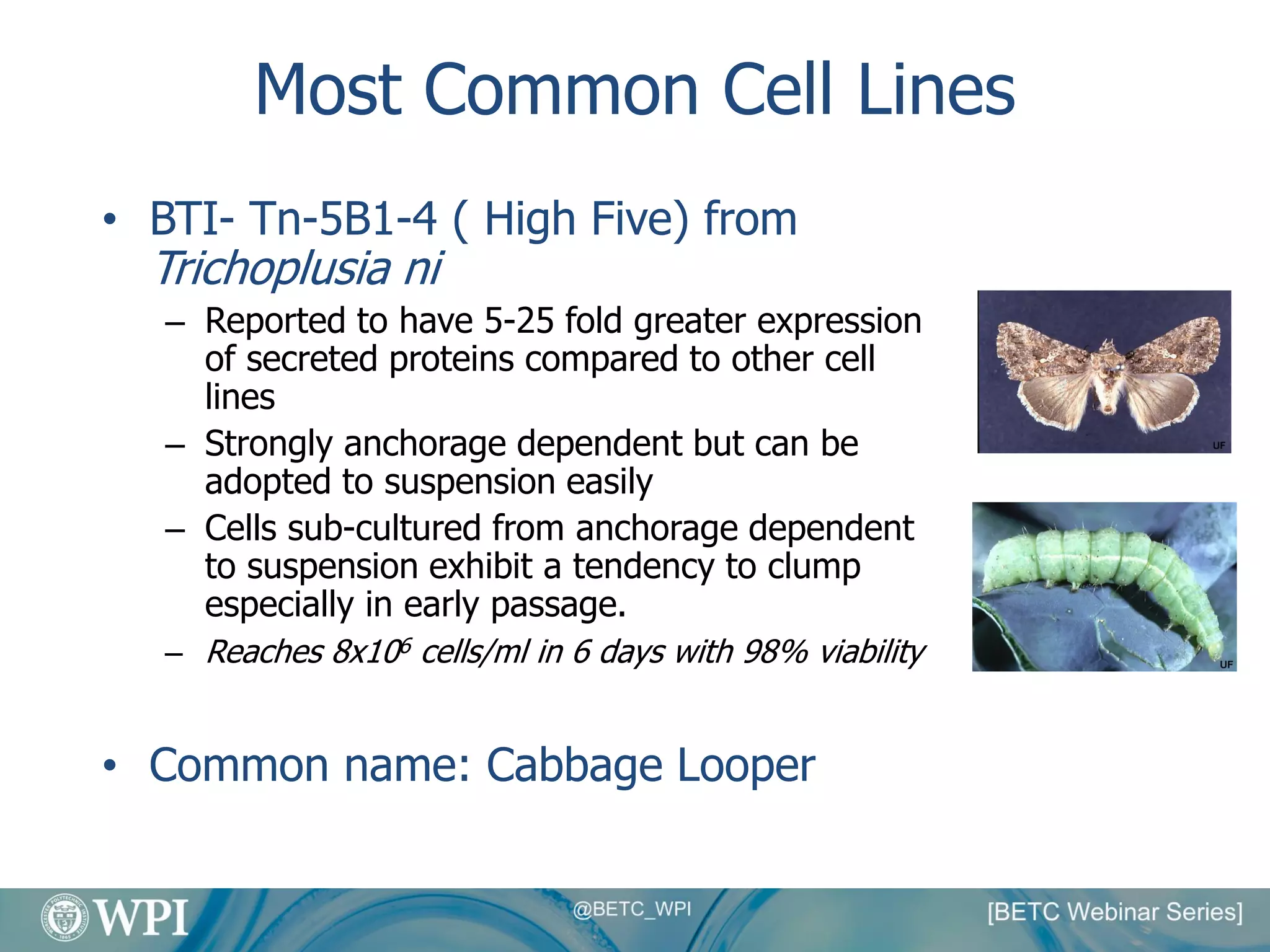 High Level Recombinant Protein Production In Insect Cell Culture | PDF