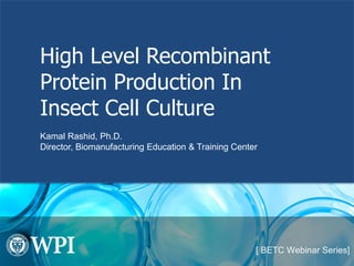 High Level Recombinant Protein Production In Insect Cell Culture | PDF