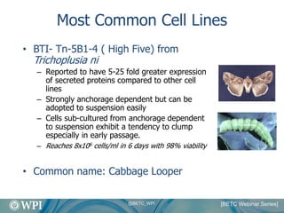 High Level Recombinant Protein Production In Insect Cell Culture | PDF