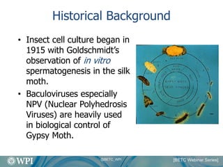 High Level Recombinant Protein Production In Insect Cell Culture | PDF