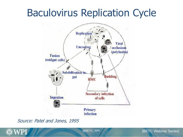 High Level Recombinant Protein Production In Insect Cell Culture