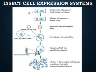 Insect cell culture | PPTX