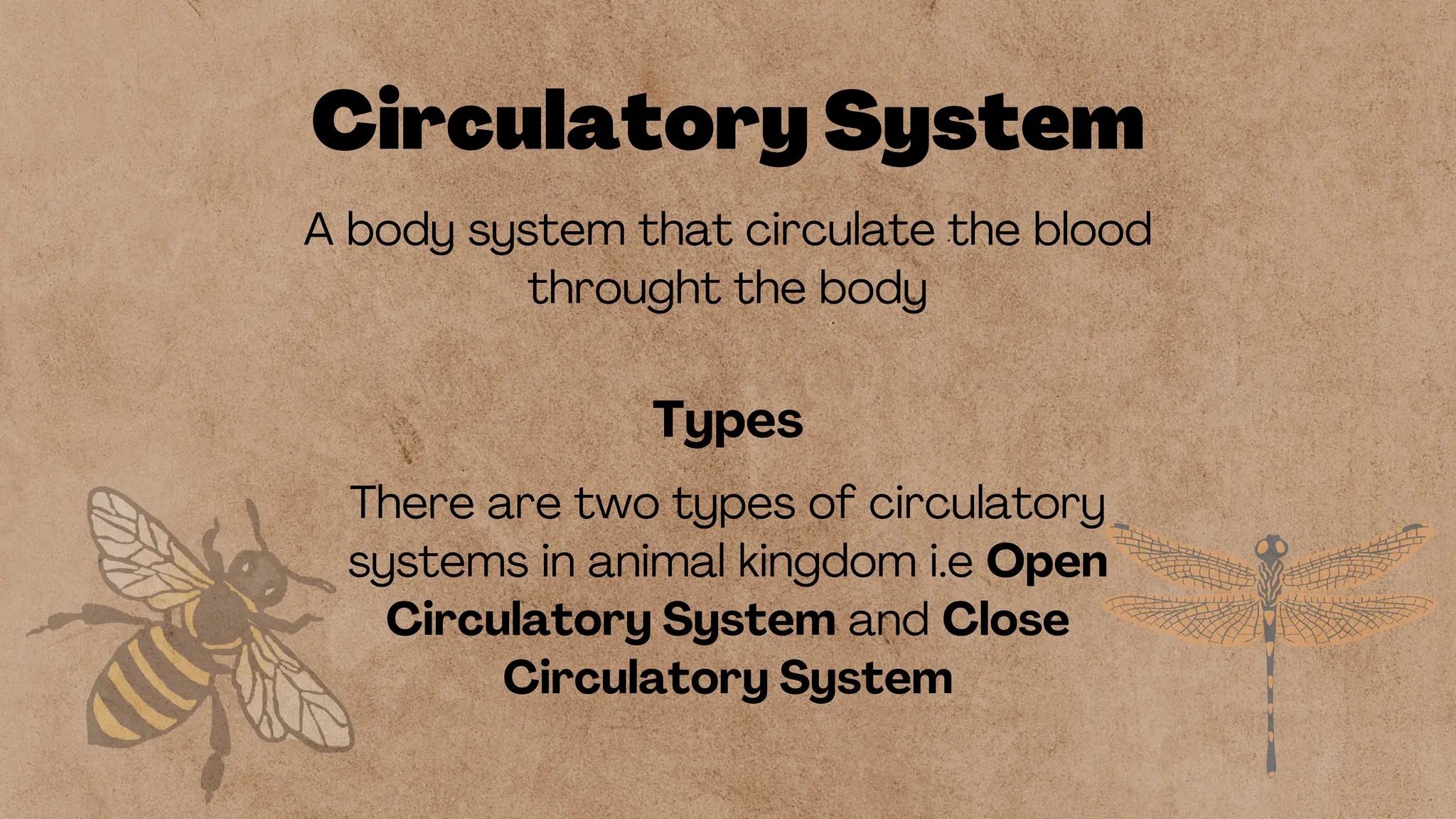 Circulatory system of insect Open Circulatory system | PDF