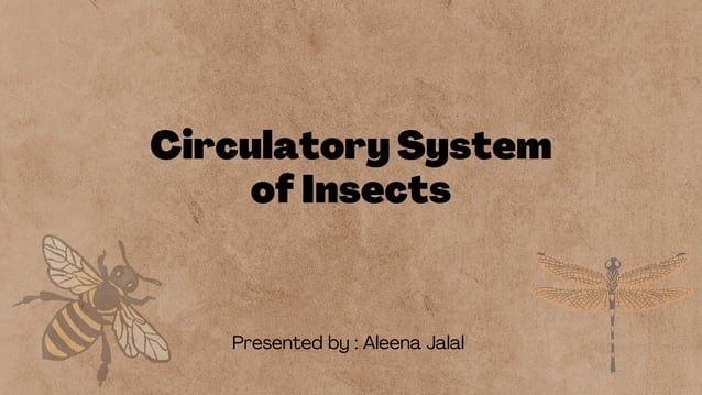 Circulatory system of insect Open Circulatory system | PPT