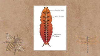 Circulatory system of insect Open Circulatory system | PDF