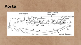 Circulatory system of insect Open Circulatory system | PDF