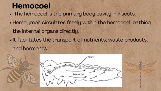 Circulatory system of insect Open Circulatory system | PPT