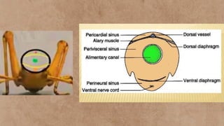 Circulatory system of insect Open Circulatory system | PDF