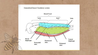 Circulatory system of insect Open Circulatory system | PDF