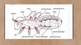 Circulatory system of insect Open Circulatory system | PDF