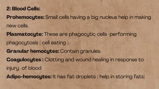 Circulatory system of insect Open Circulatory system | PDF
