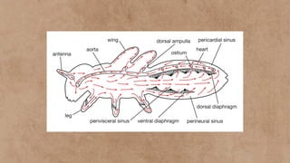 Circulatory system of insect Open Circulatory system | PDF