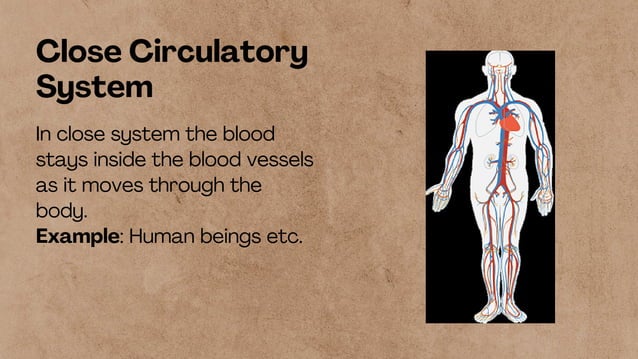 Circulatory system of insect Open Circulatory system | PPT