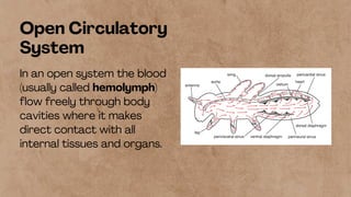 Circulatory system of insect Open Circulatory system | PDF