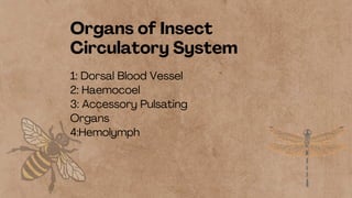 Circulatory system of insect Open Circulatory system | PDF