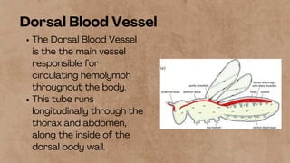 Circulatory system of insect Open Circulatory system | PDF