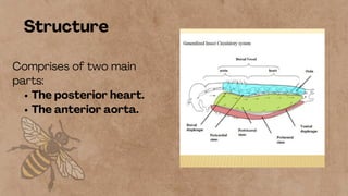 Circulatory system of insect Open Circulatory system | PDF