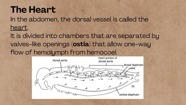 Circulatory system of insect Open Circulatory system | PPT
