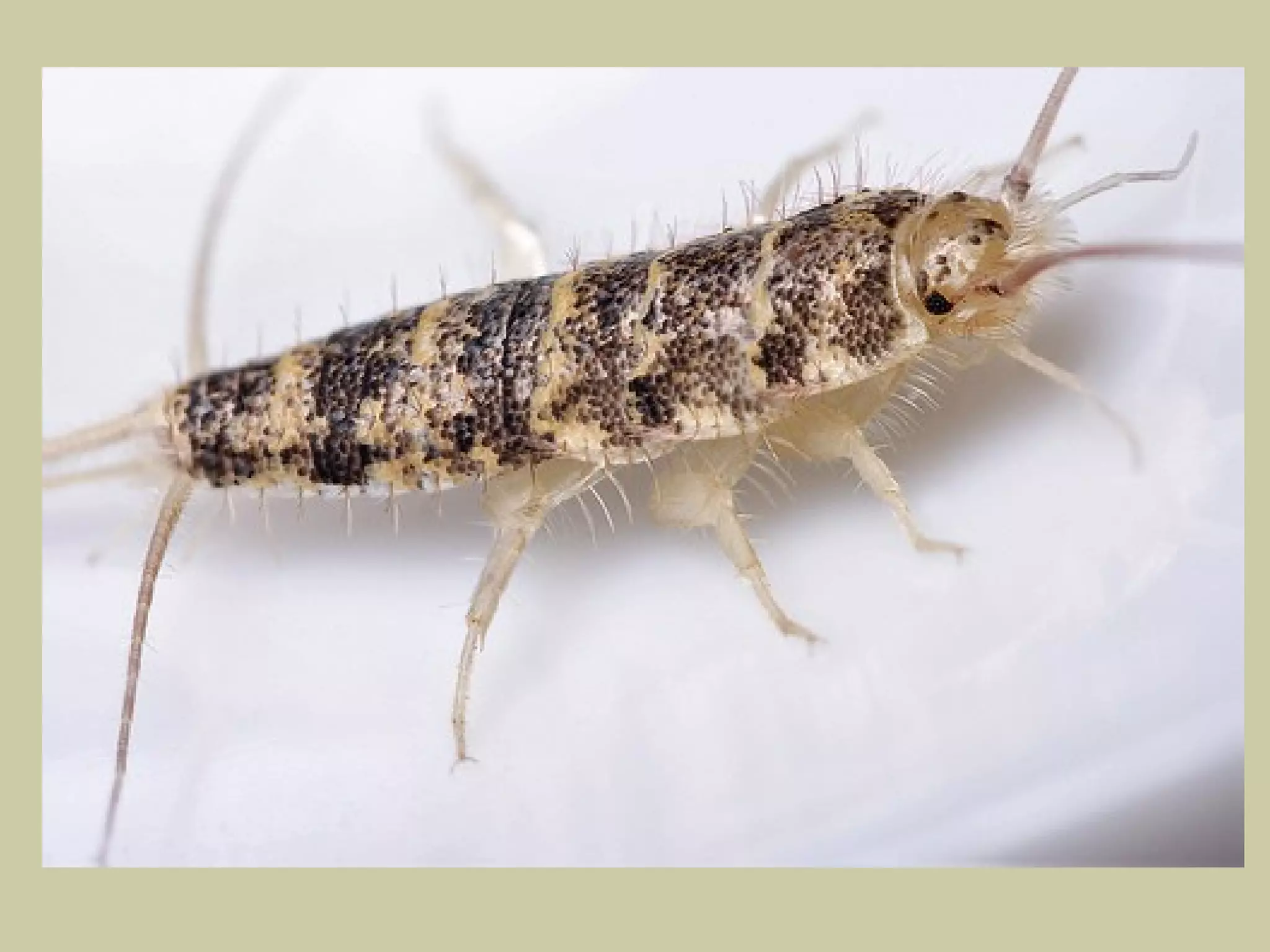 Insect classification lab14 | PPT