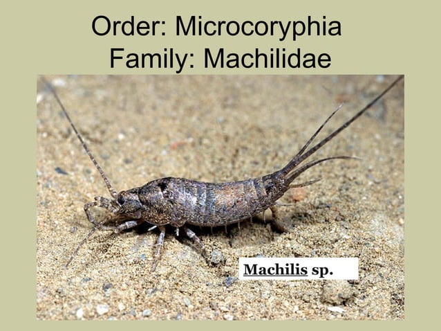Insect classification lab14 | PPT