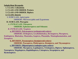 Insect classification lab14 | PPT | Biological Sciences | Science