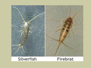 Insect classification lab14 | PPT | Biological Sciences | Science