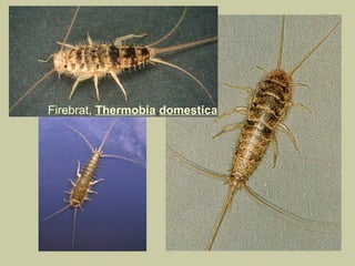 Insect classification lab14 | PPT | Biological Sciences | Science