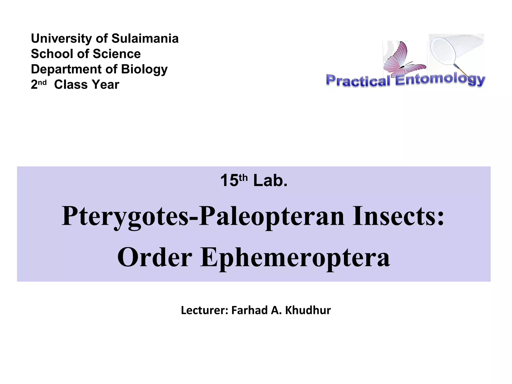 Insect classification lab15 | PPT
