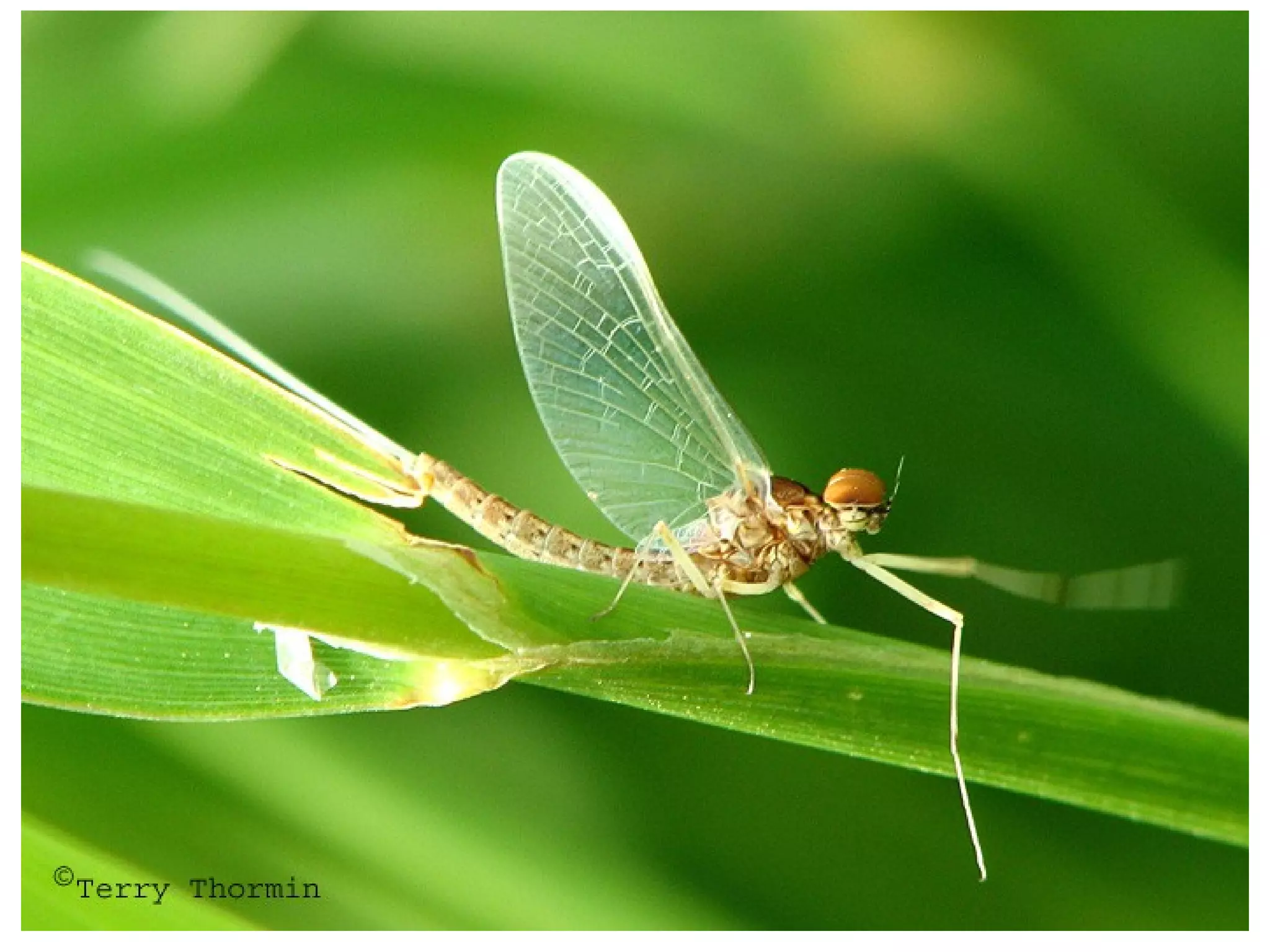 Insect classification lab15 | PPT