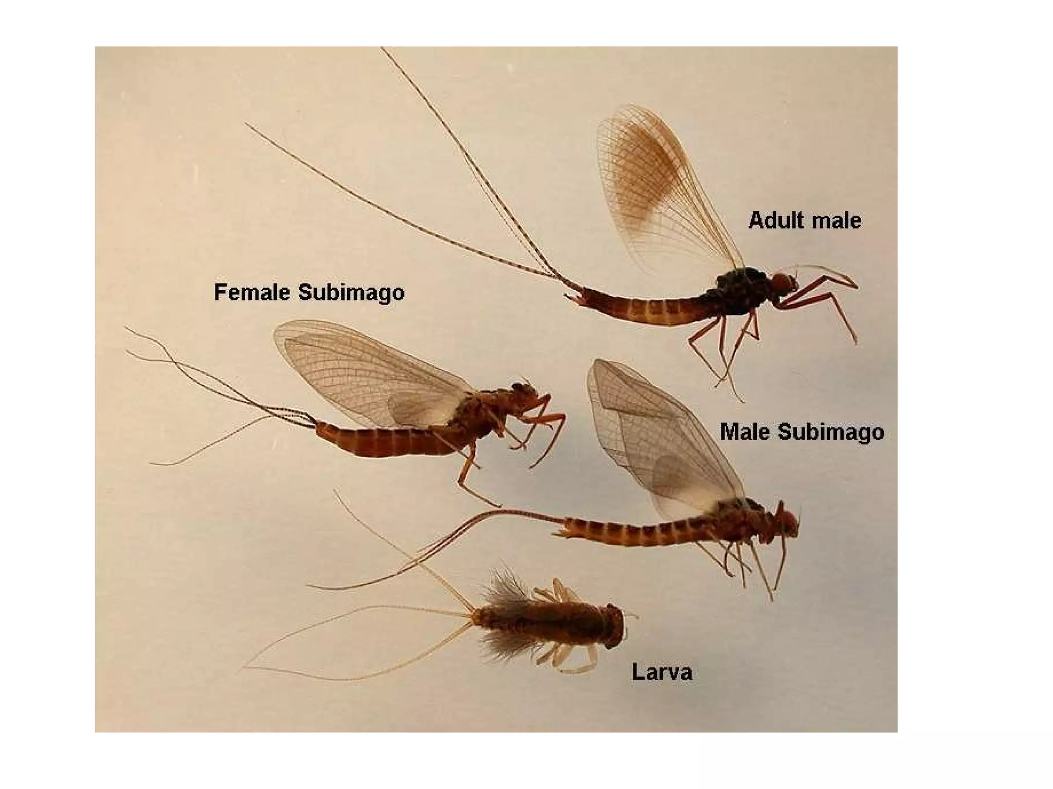 Insect classification lab15 | PPT