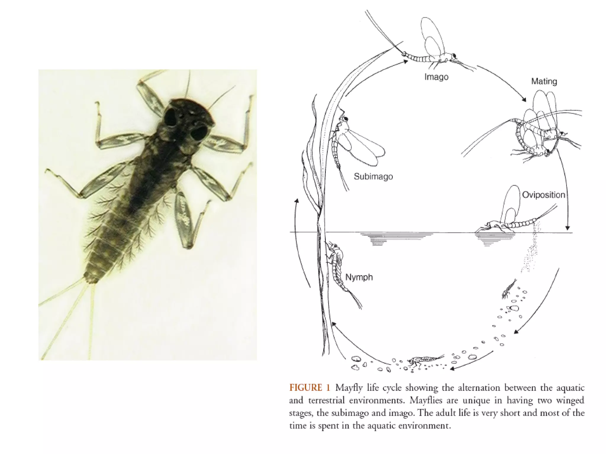 Insect classification lab15 | PPT