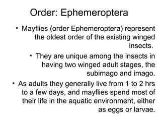 Insect classification lab15 | PPT