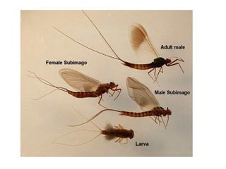 Insect classification lab15 | PPT