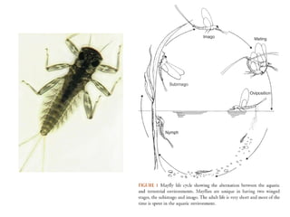 Insect classification lab15 | PPT