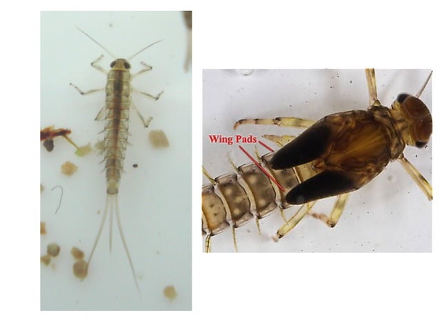 Insect classification lab15 | PPT